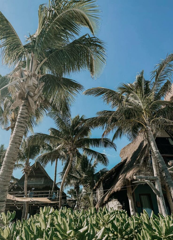 Taboo Beach Club Tulum Ultimate Guide: Prices And Next Events Info